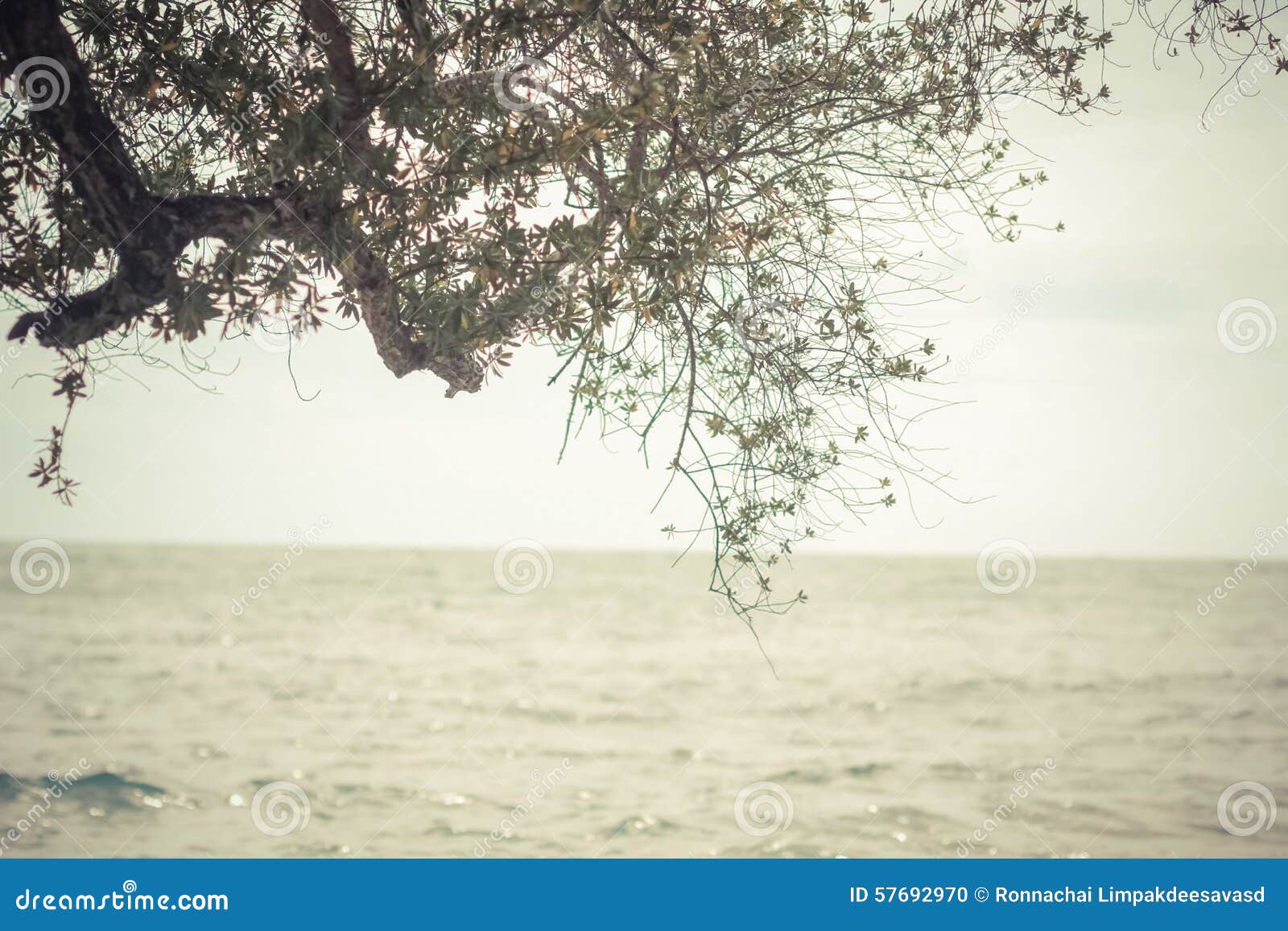 Tree with sea background stock photo. Image of ocean - 57692970