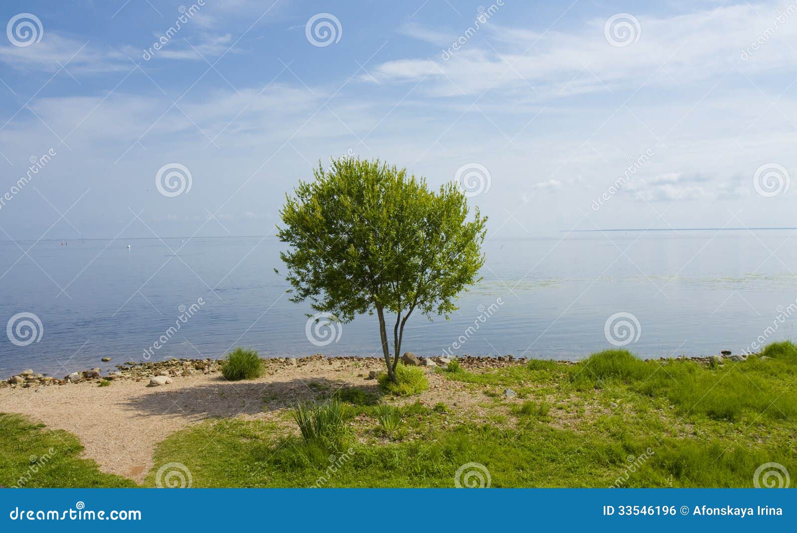 Tree and sea stock photo. Image of coast, water, ocean - 33546196