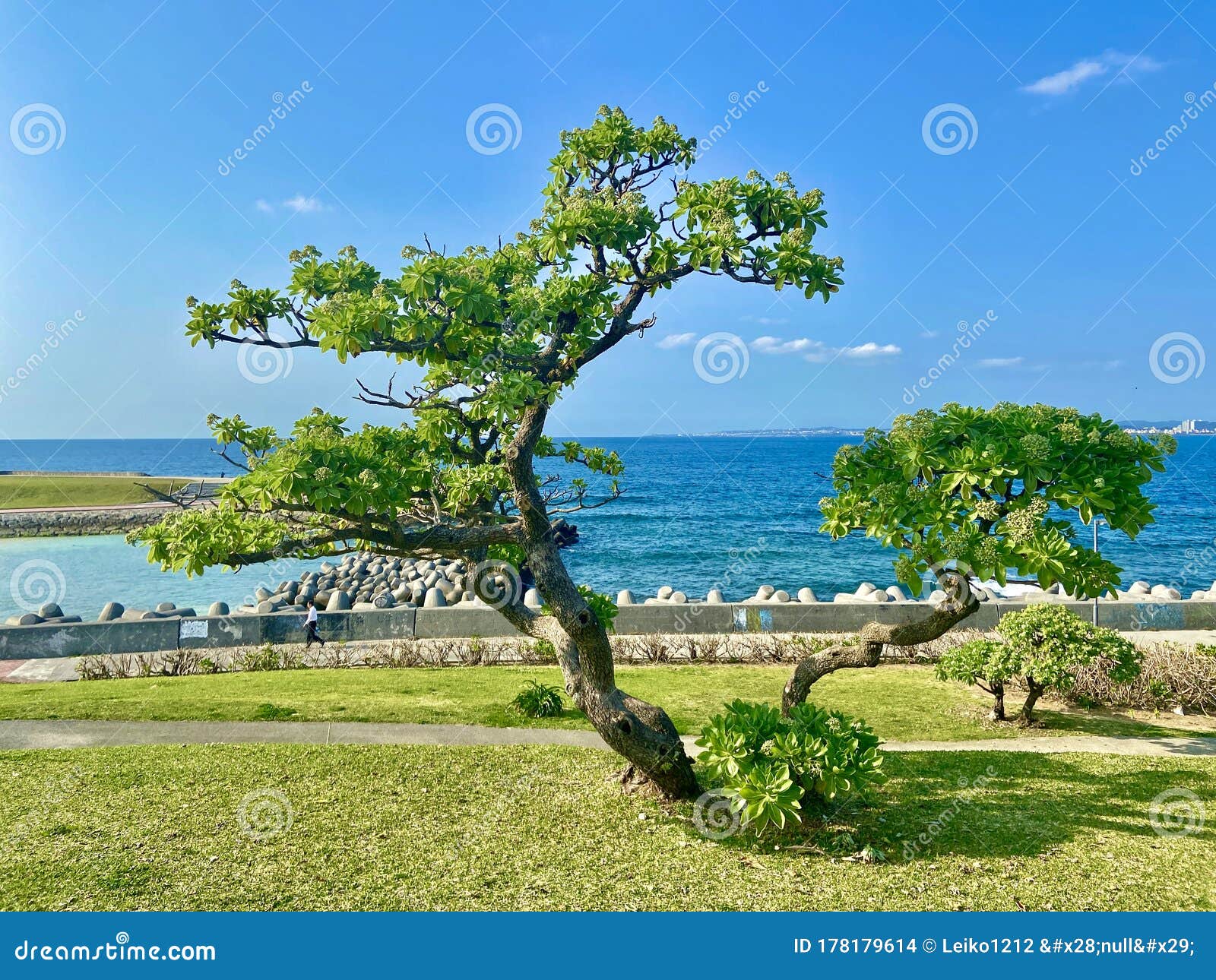 Tree at sea park stock photo. Image of tree, nature - 178179614
