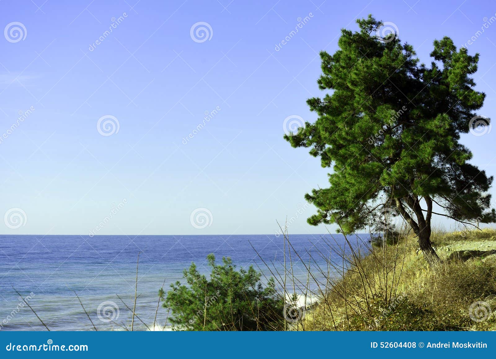The tree on the sea shore stock photo. Image of blue - 52604408