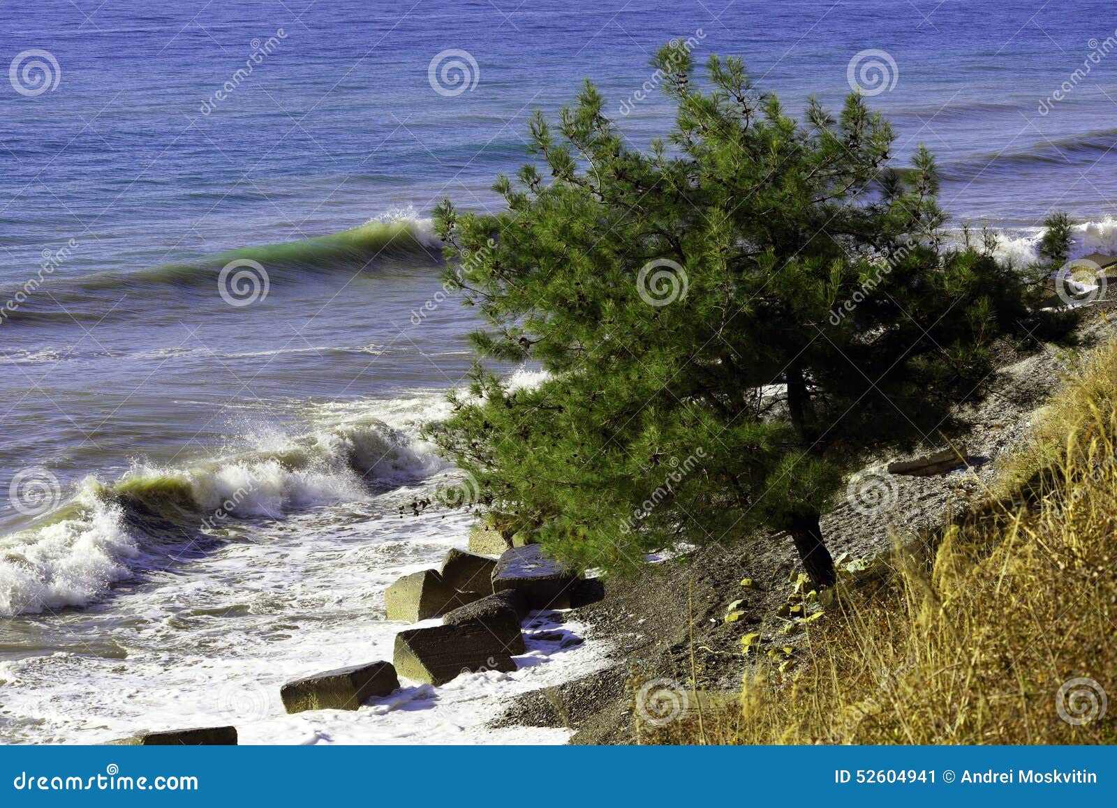 The tree on the sea shore stock image. Image of green - 52604941