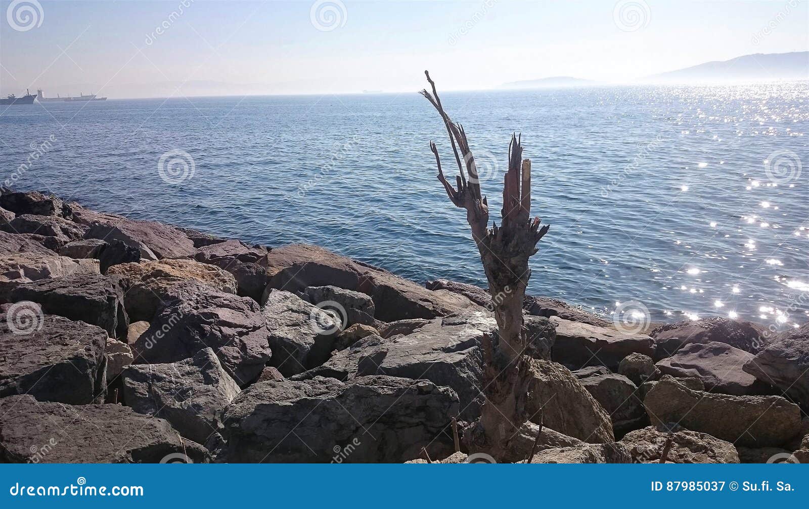 Beautiful Tree and Sea View with Stones Stock Image - Image of great ...