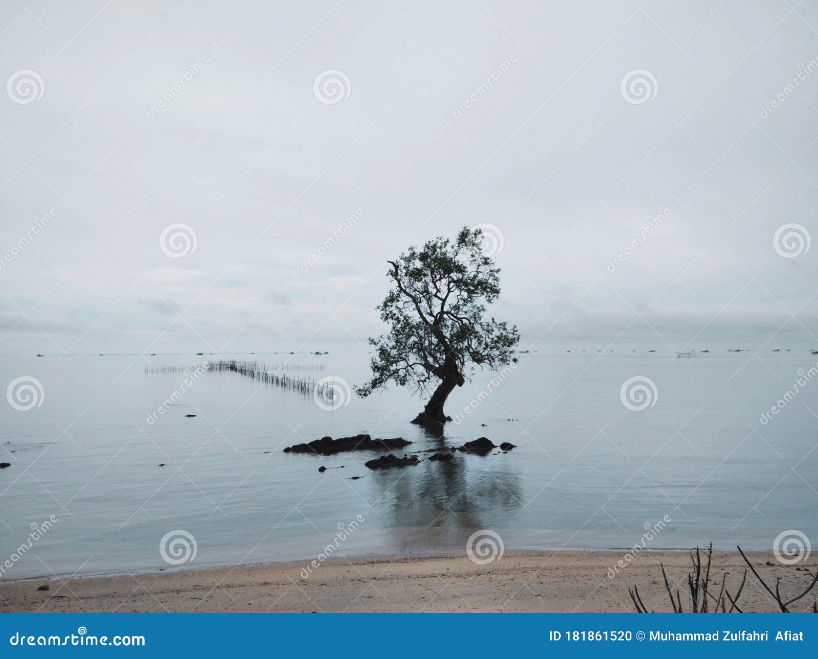 Tree in the Sea stock photo. Image of water, ocean, lake - 181861520