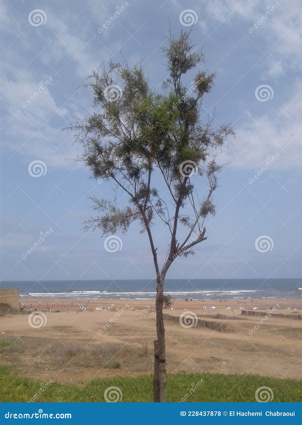 Tree on the seashore stock photo. Image of water, tree - 228437878
