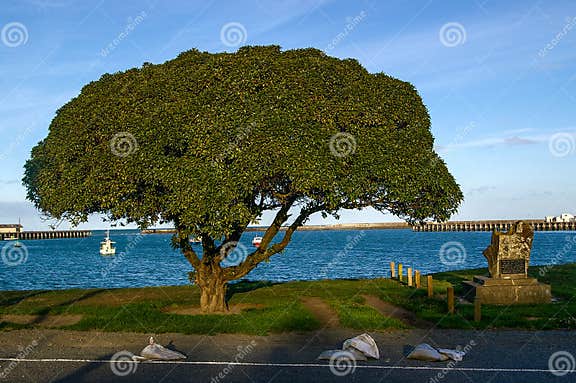 A tree at the seaside stock image. Image of seaside, environment - 23037975