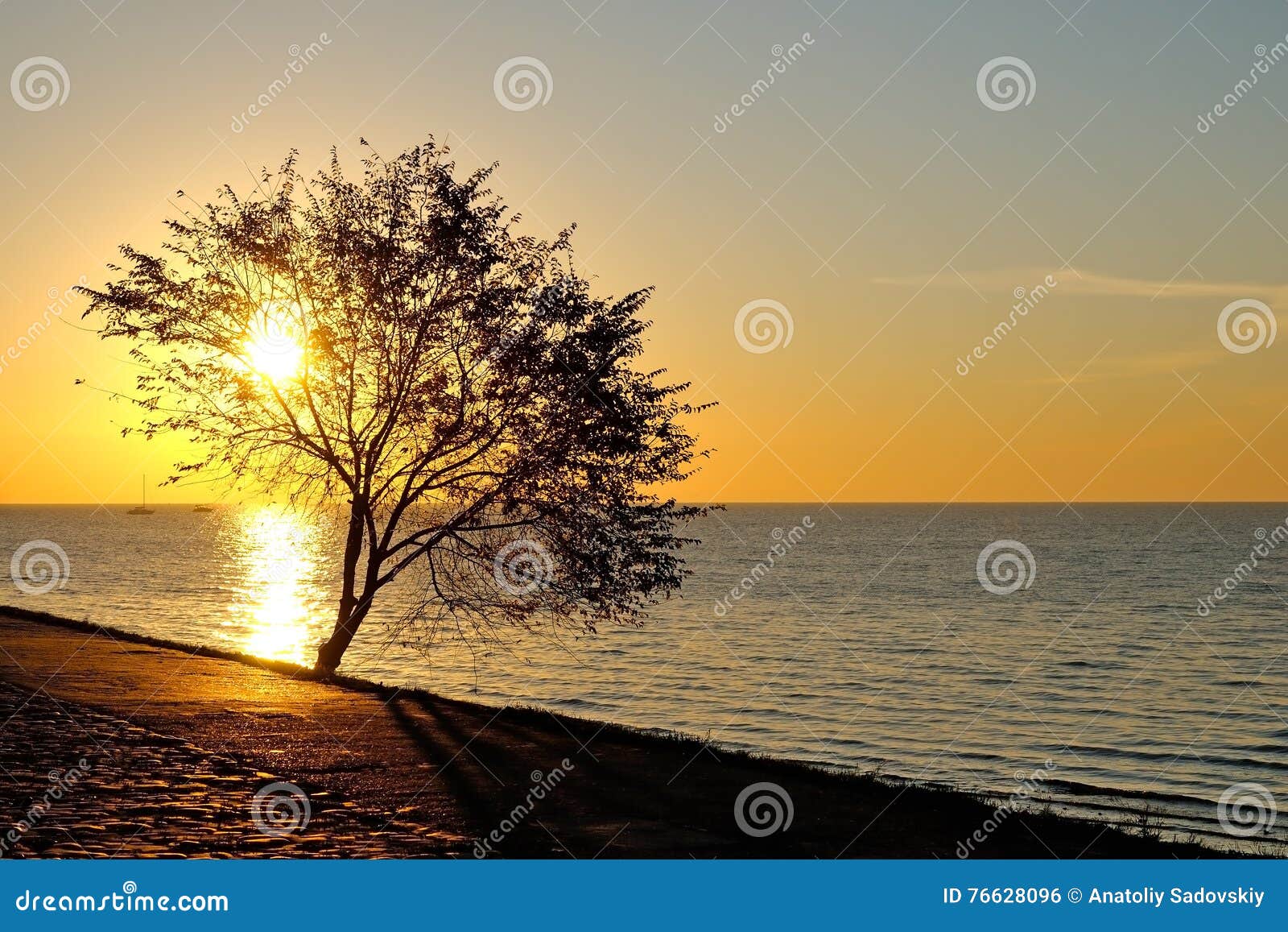 Tree on seaside stock photo. Image of nature, seascape - 76628096