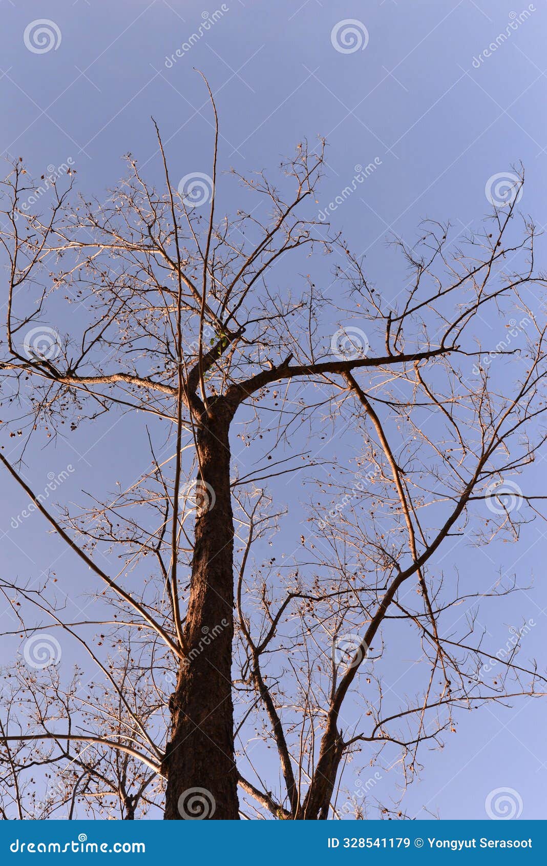 The Tree in the Season Change Naturally Stock Image - Image of green ...