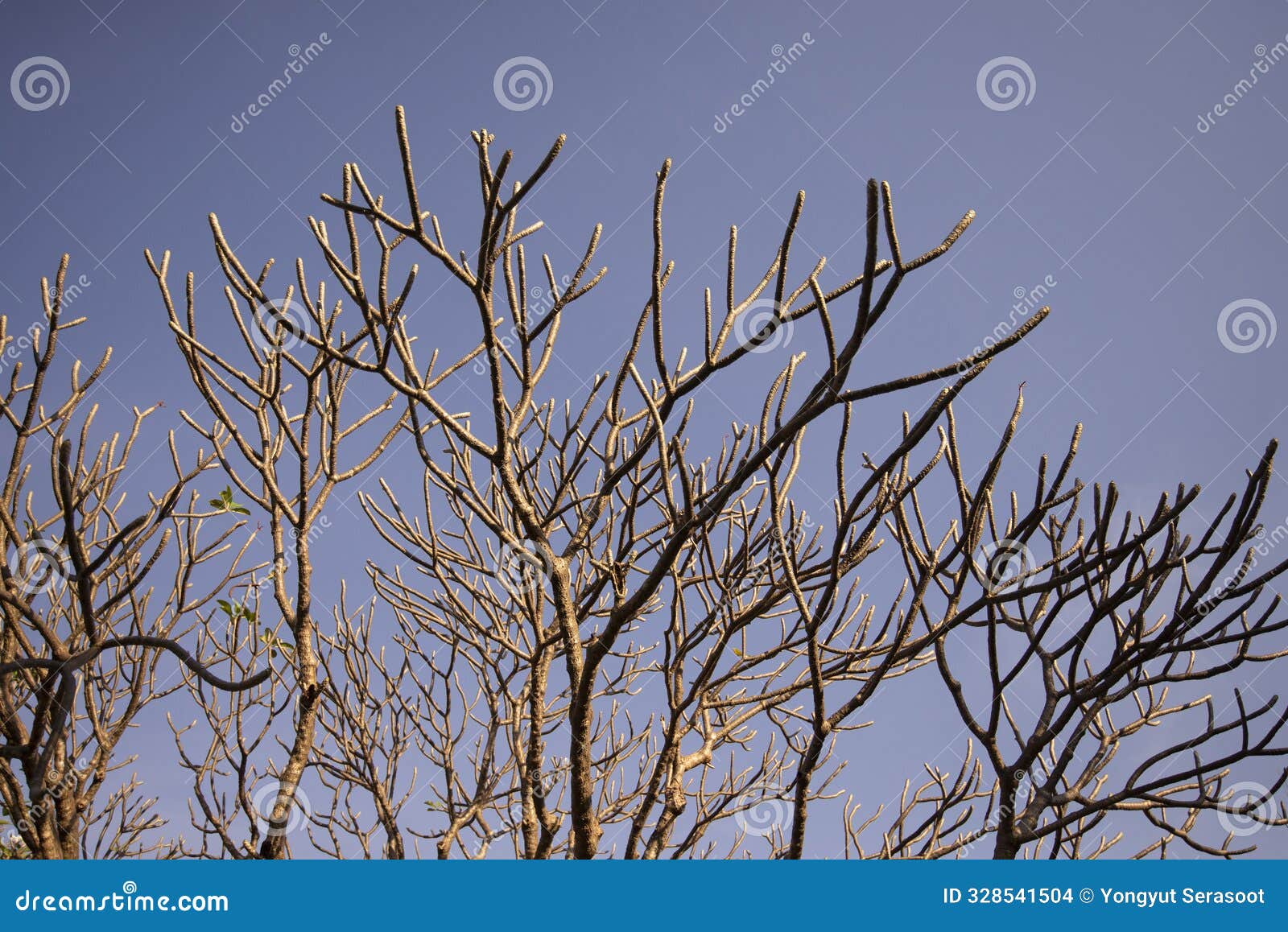 The Tree in the Season Change Naturally Stock Photo - Image of autumn ...