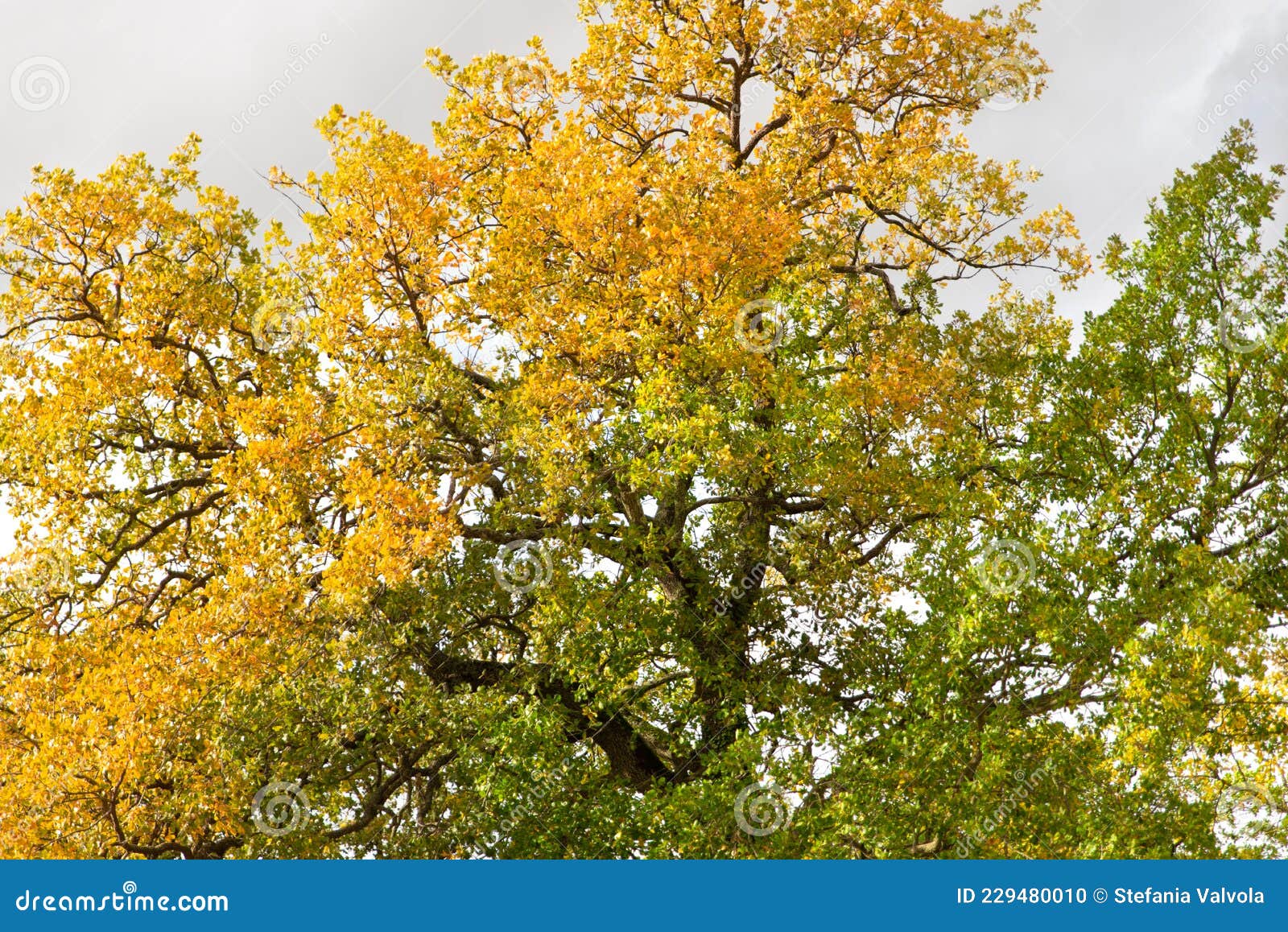 Tree through the Seasons. Transition from Summer To Autumn Stock Photo ...