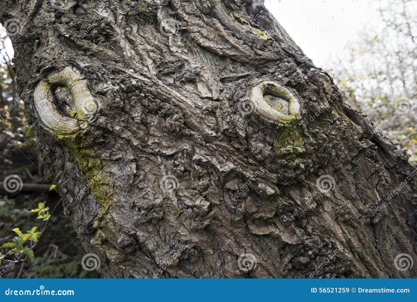 Tree with Secretions of Sap Stock Image - Image of nature, bark: 56521259