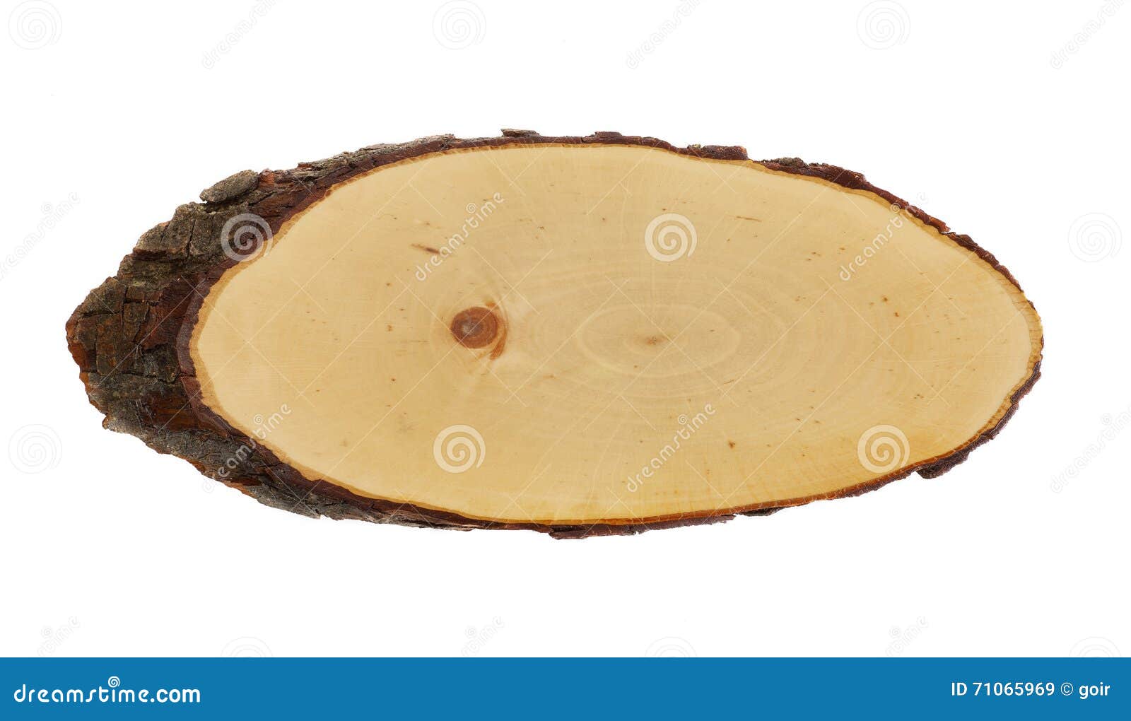 Tree section stock image. Image of lumber, tree, grain - 71065969
