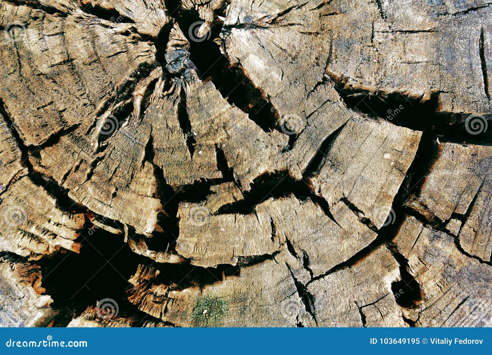 Tree in a section. stock image. Image of lumber, trunk - 103649195