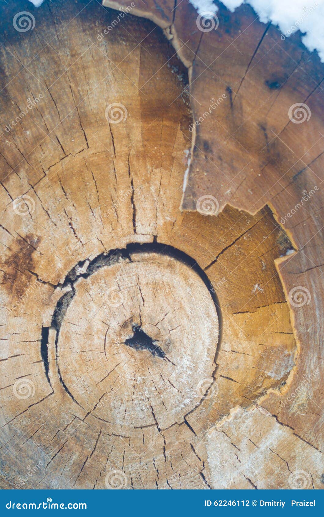 Tree in section stock photo. Image of logs, industry - 62246112