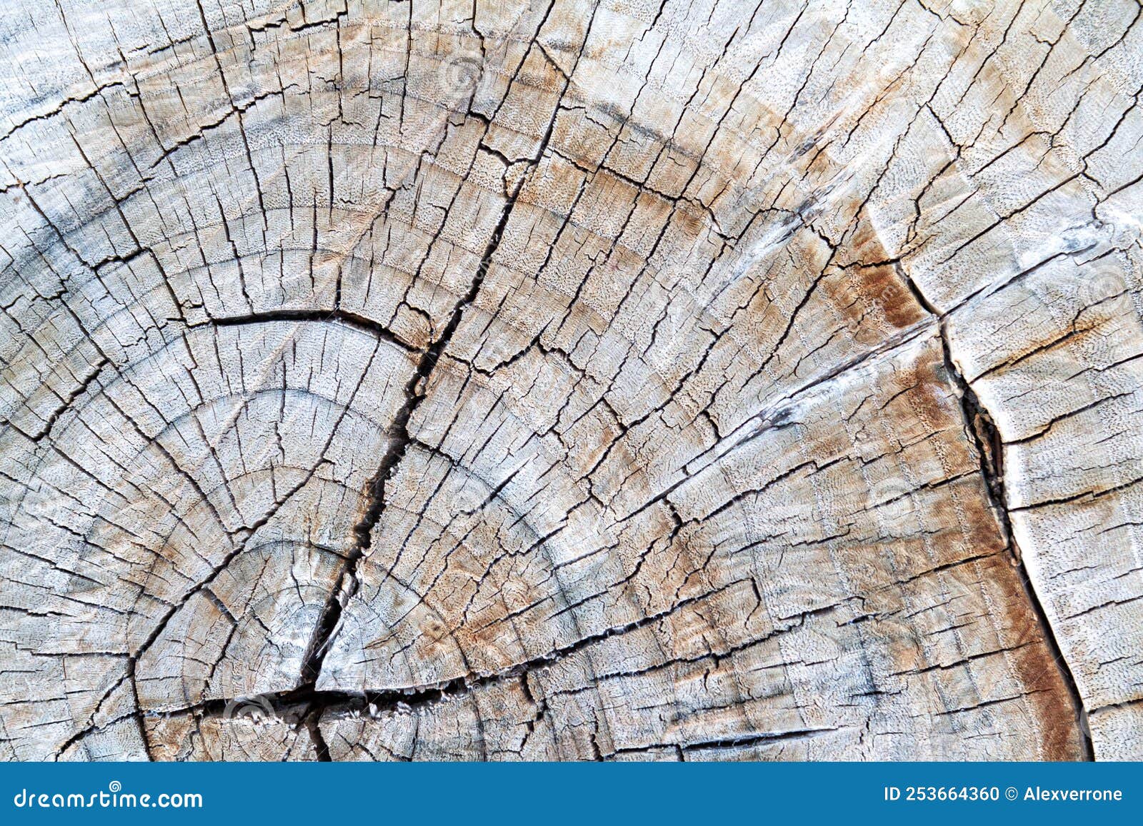 Tree in Section. Texture of a Cut Tree Close-up Stock Photo - Image of ...