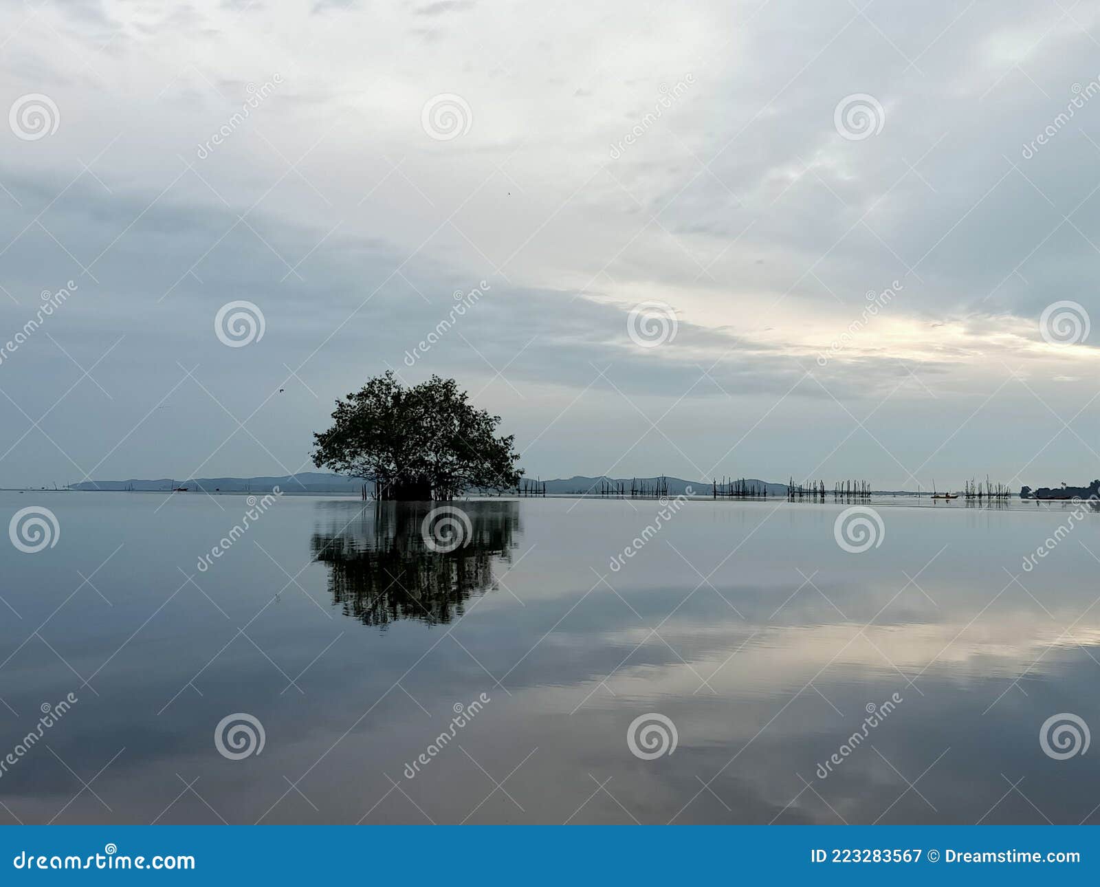 Tree and See stock image. Image of tree, water, morning - 223283567