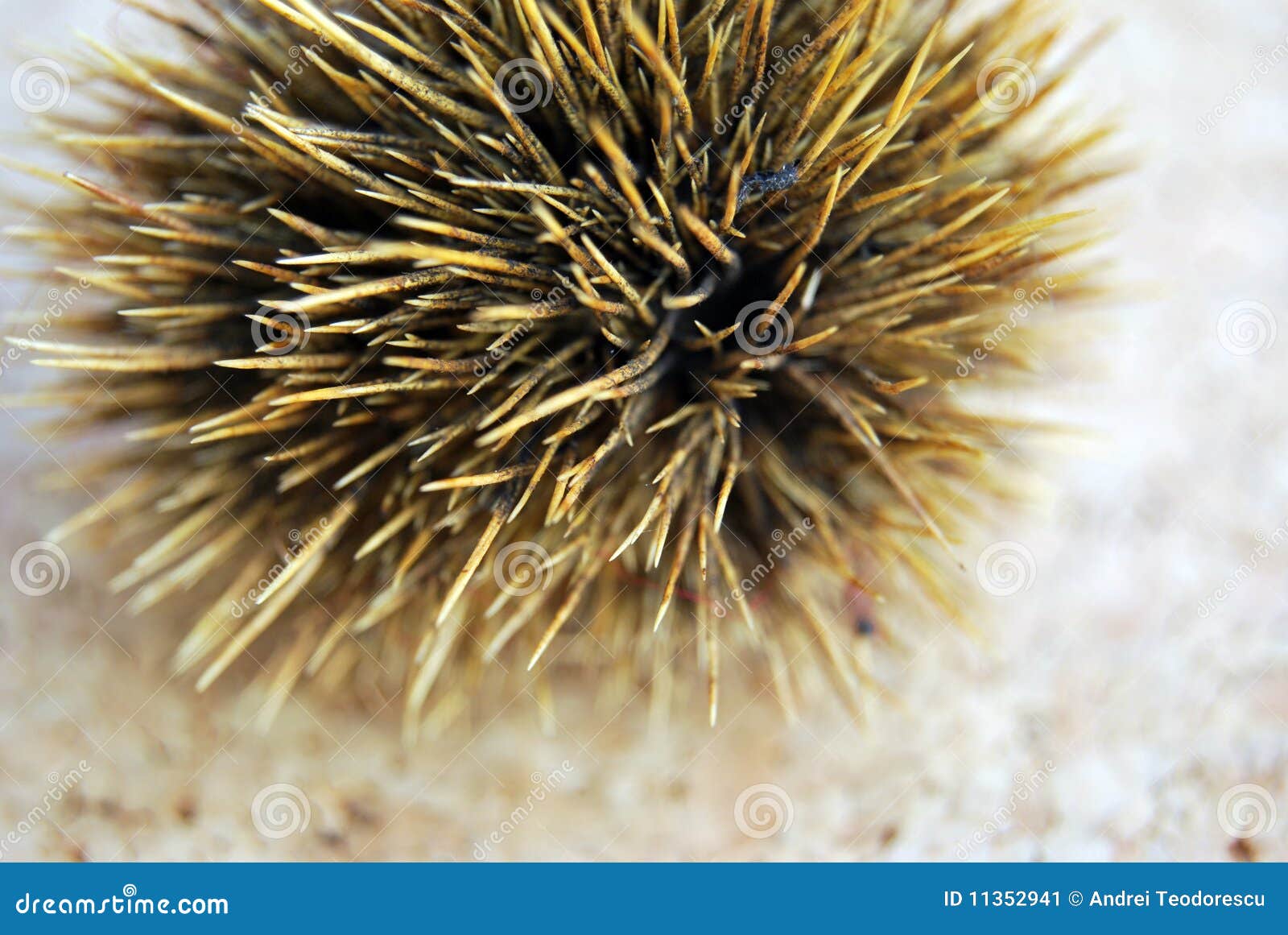 Tree seed stock image. Image of closeup, blur, earth - 11352941