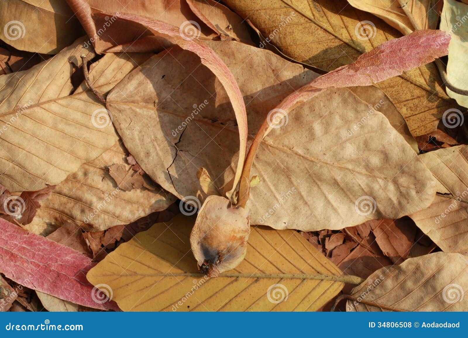 Tree Seed Fall To Ground with Dry Leaves Stock Photo - Image of branch ...