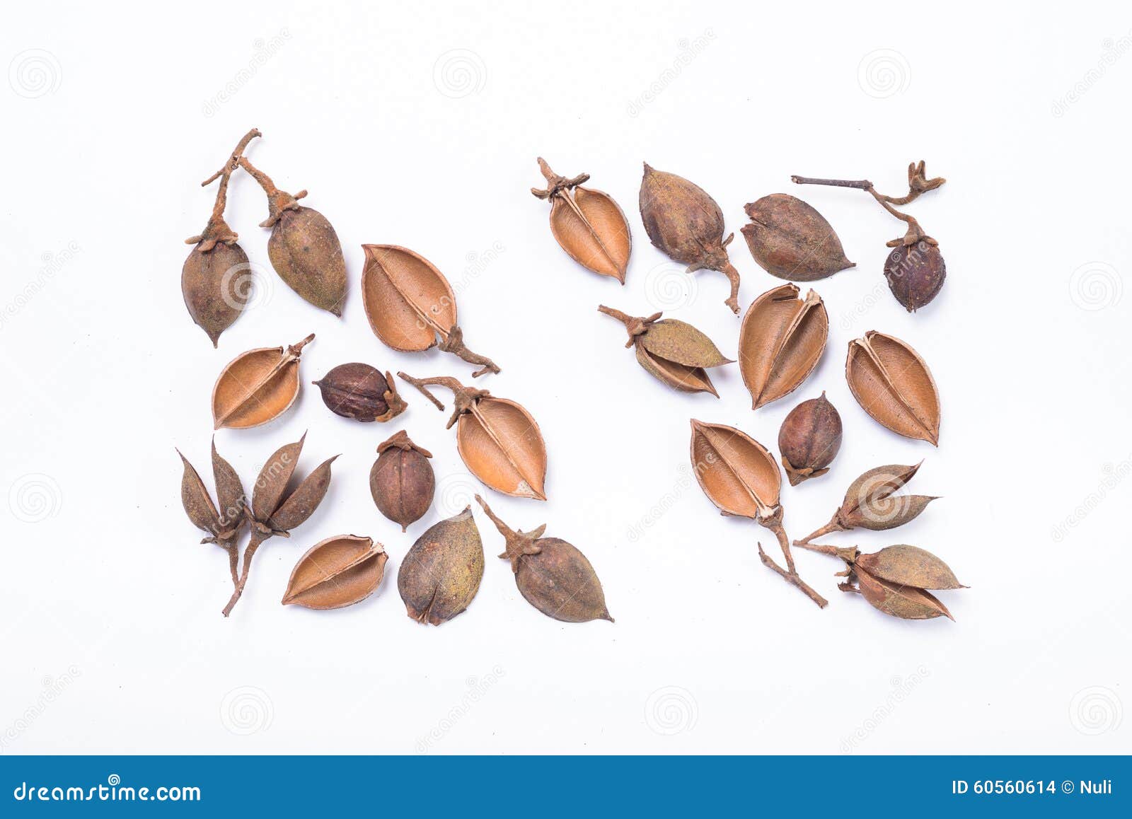 Tree Seed Pods Arranged in Rectangular Frame Pattern Stock Photo ...