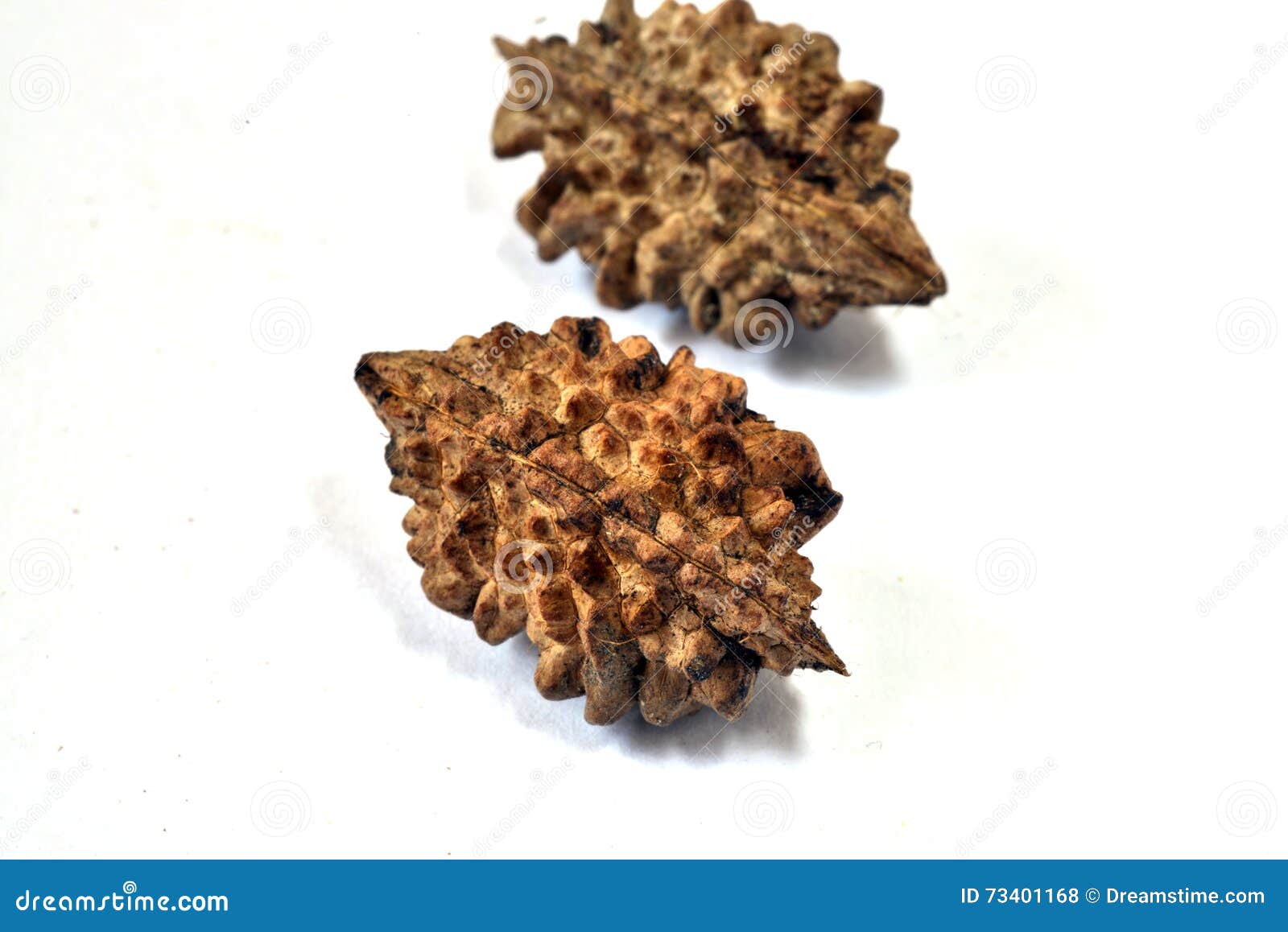 TREE seed stock photo. Image of species, seed, autumn - 73401168
