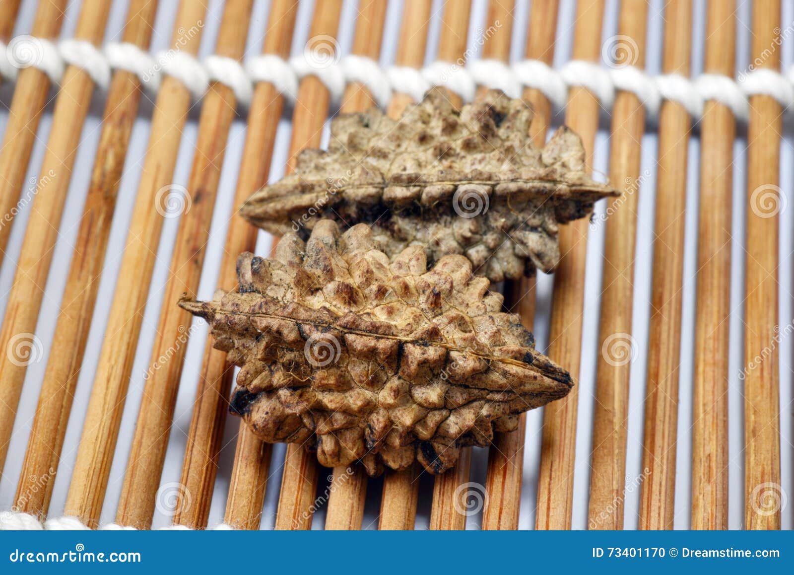 TREE seed stock photo. Image of species, bump, autumn - 73401170