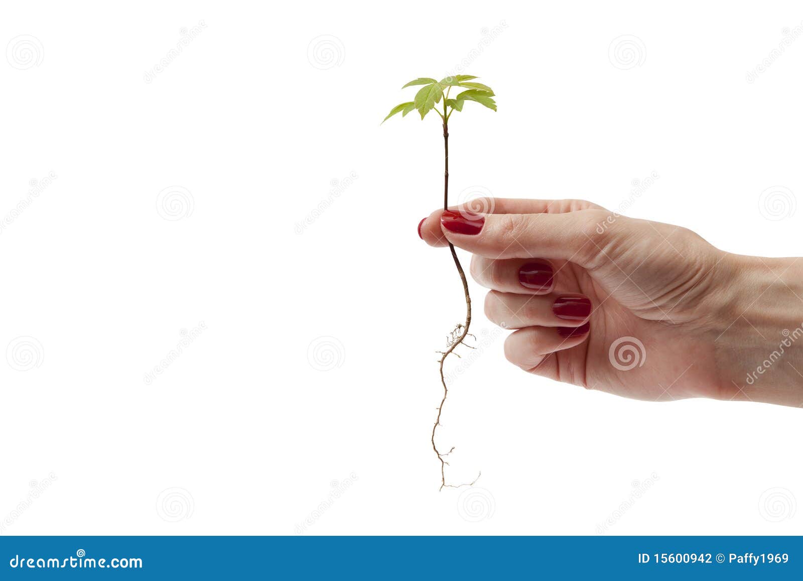Tree seedling stock photo. Image of isolated, plant, foliage - 15600942