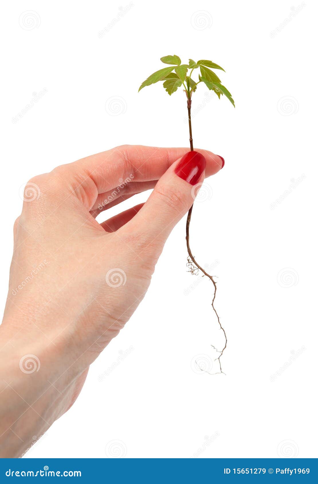 Tree seedling stock image. Image of sapling, planting - 15651279