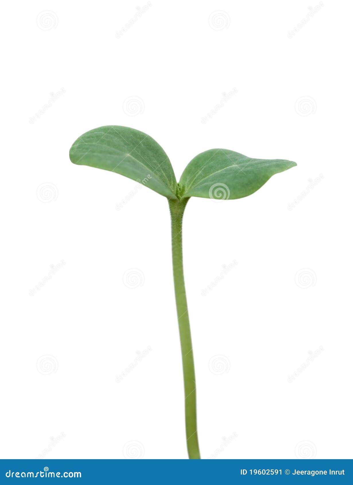 Tree seedling stock image. Image of summer, petals, thailand - 19602591