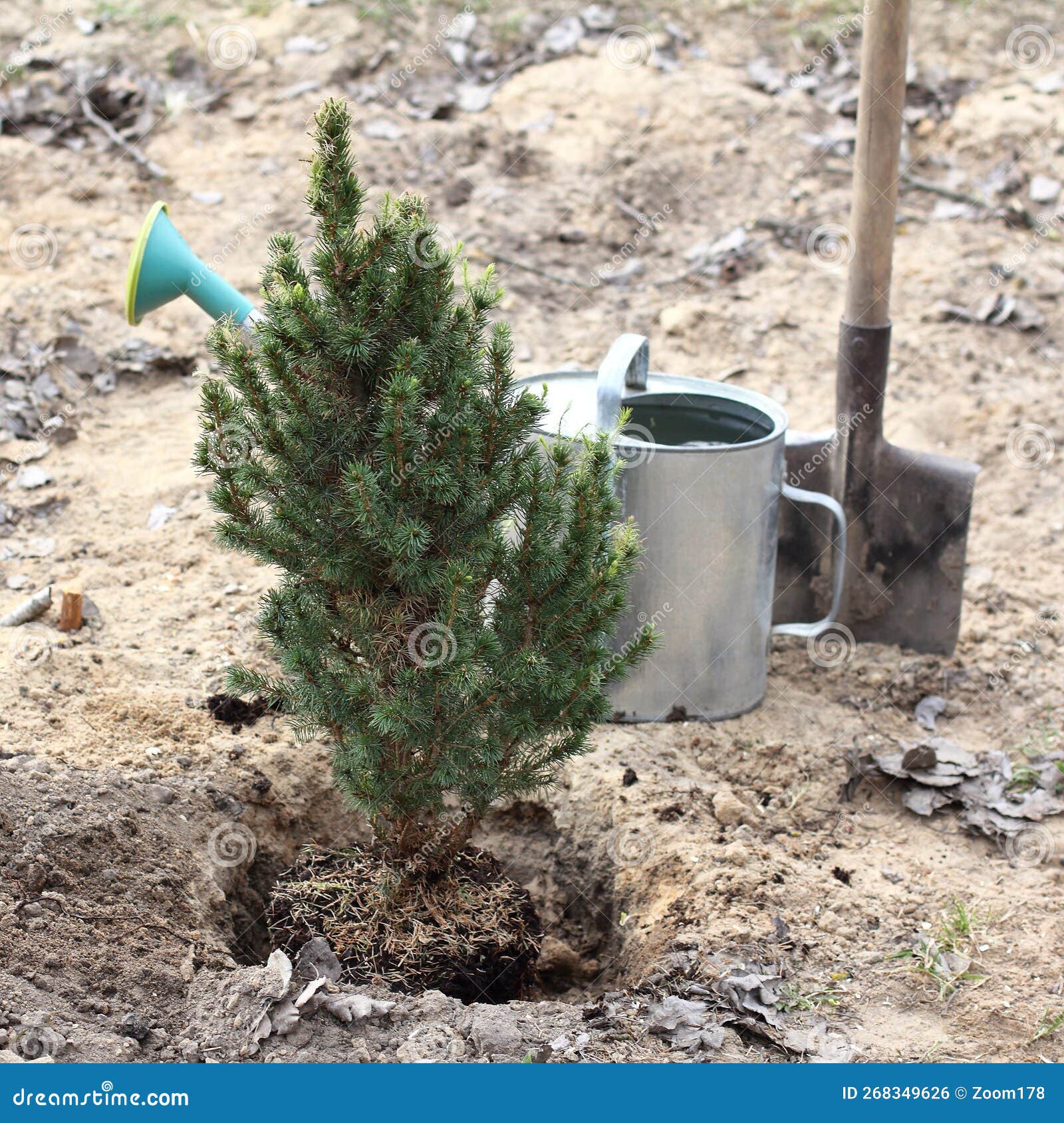 Tree planting work stock photo. Image of fresh, conifer - 268349626