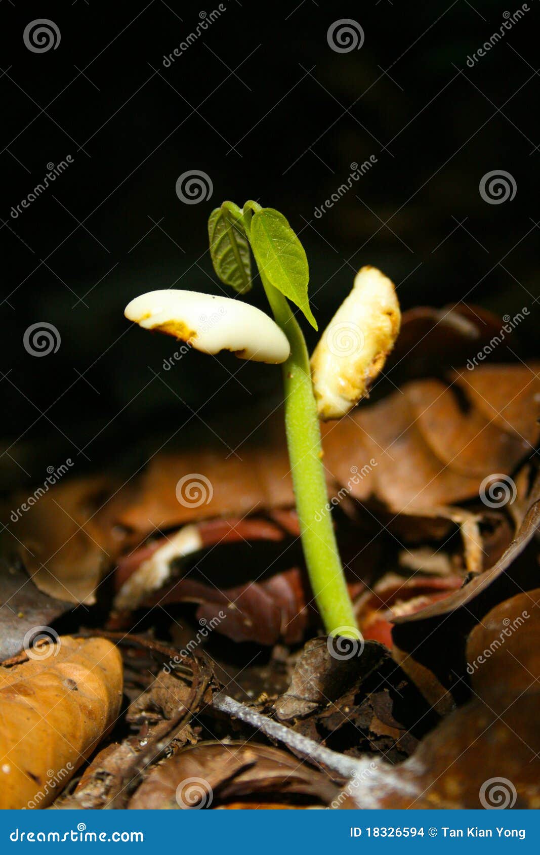 Tree Seedling Emerging from Forest Floor. Stock Photo - Image of leaves ...