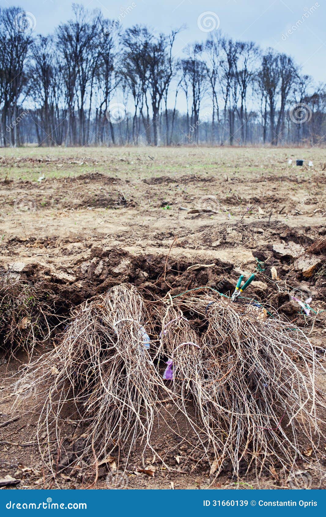 Tree seedling on a field stock image. Image of oxygen - 31660139