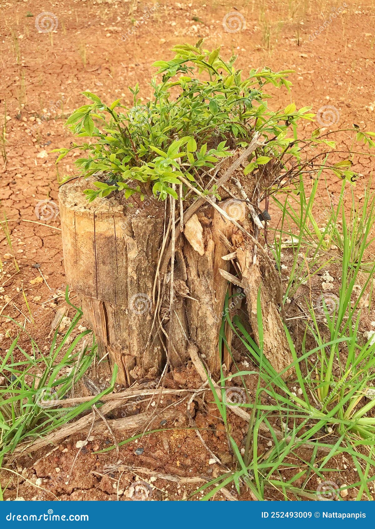 Tree Seedling Grow from Tree Stump Stock Image - Image of tree, leaf ...