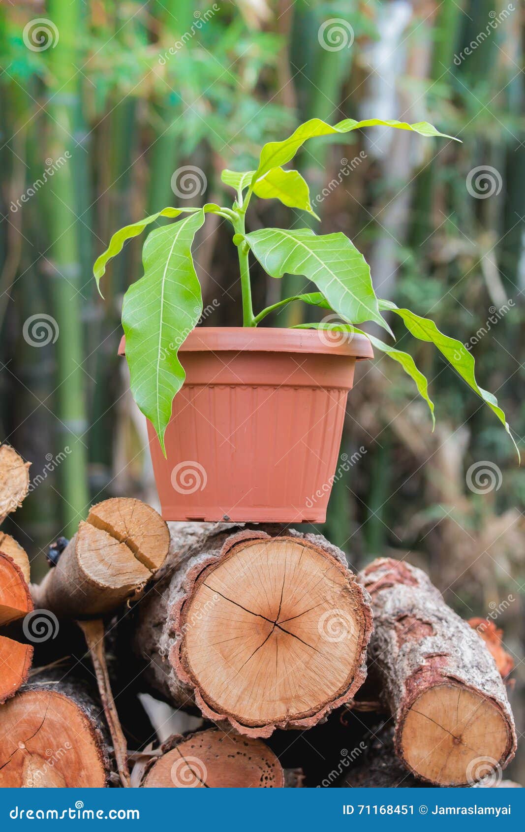 Tree Seedling Pots Timber Stock Photos - Free & Royalty-Free Stock ...