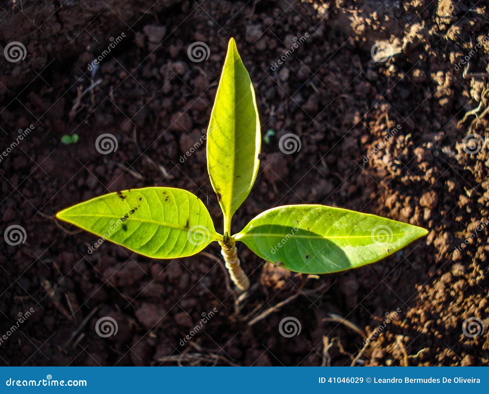 Tree seedling stock image. Image of hands, areas, muda - 41046029