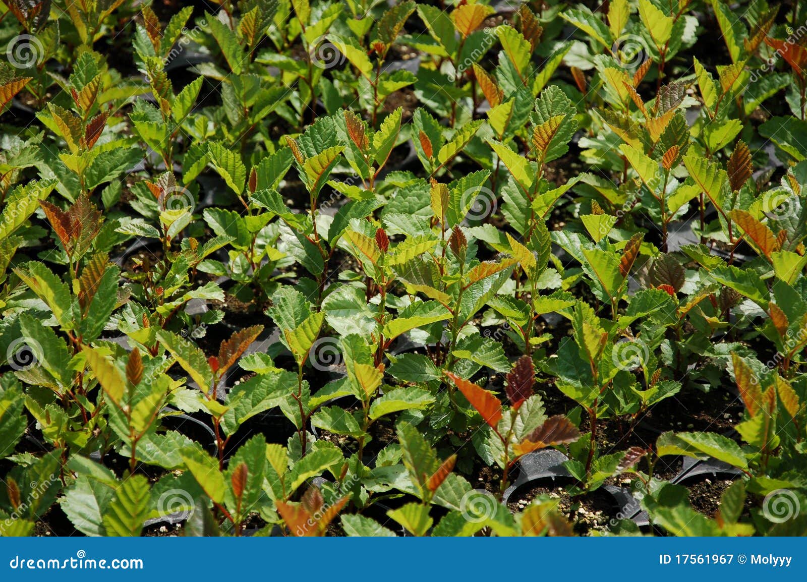 Tree seedlings stock image. Image of rural, nurser, front - 17561967