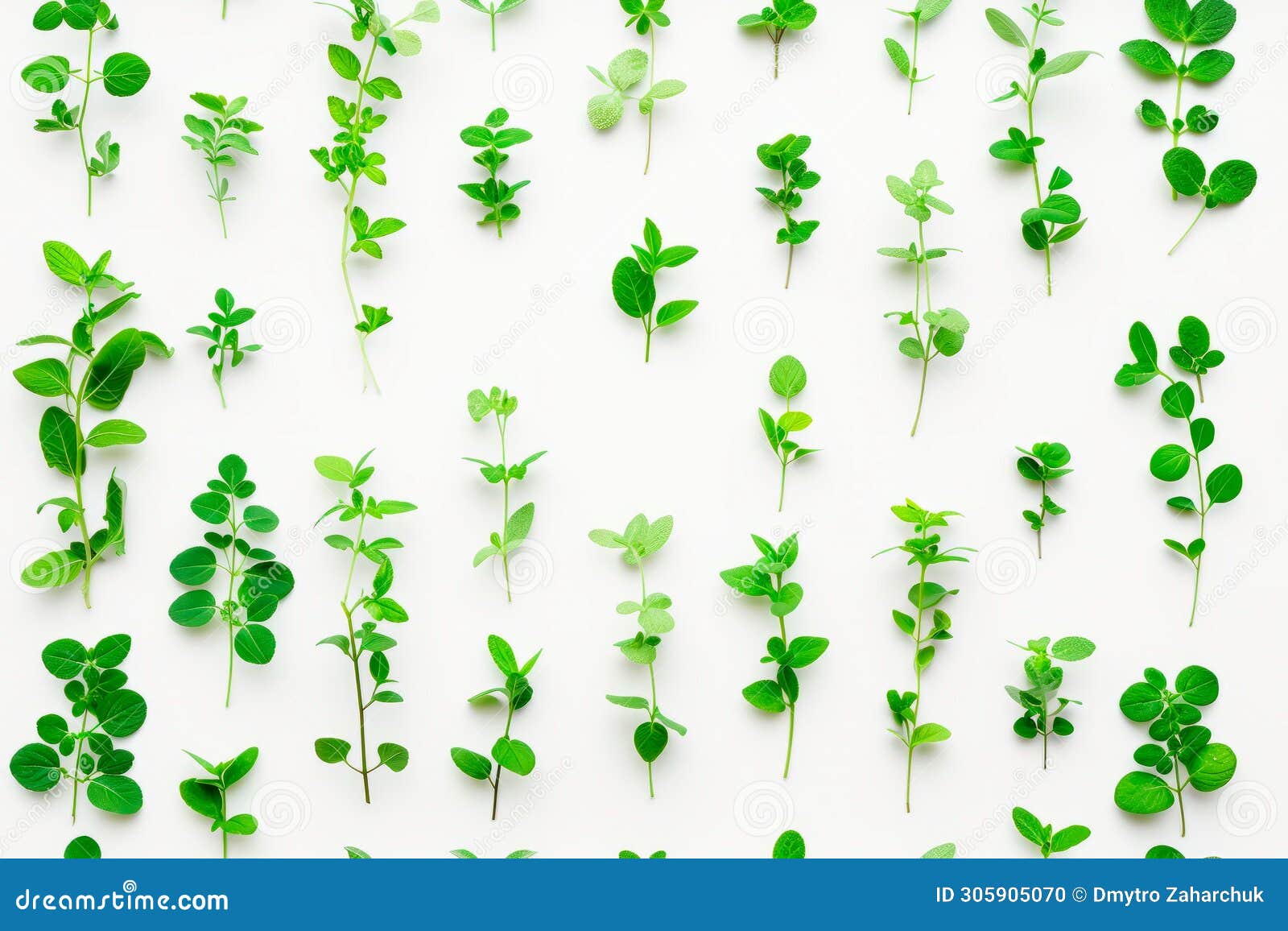 Tree Seedlings Arranged in a Pattern To Create a Visually Striking and ...