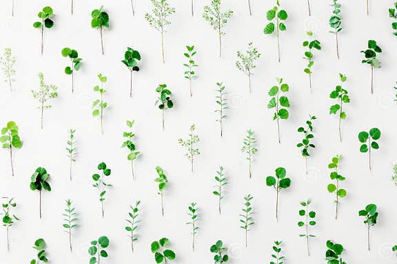 Tree Seedlings Arranged in a Pattern To Create a Visually Striking and ...