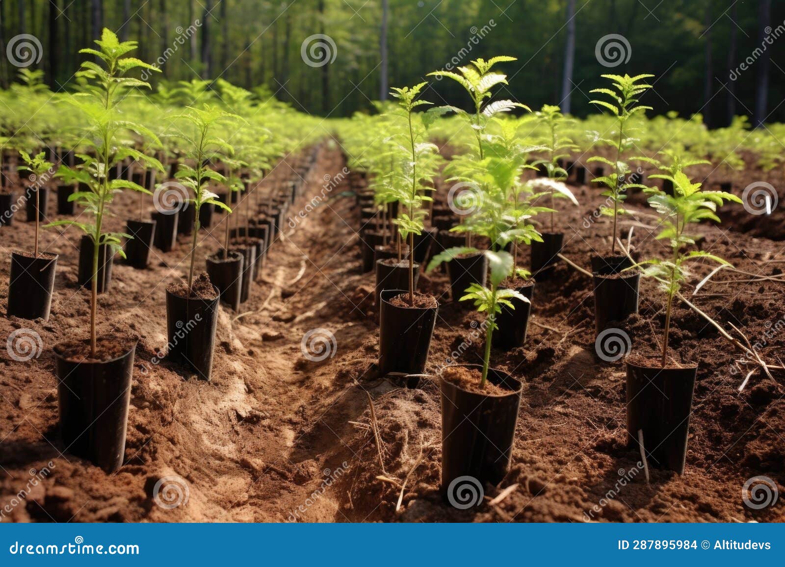 Tree Seedlings Growing in Reforestation Area Stock Photo - Image of ...