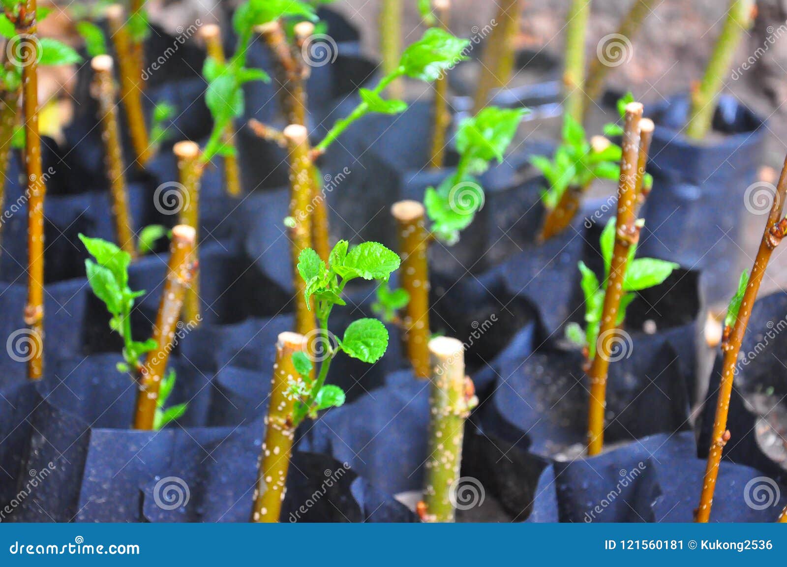 Tree seedlings stock image. Image of pillows, ngrowing - 121560181