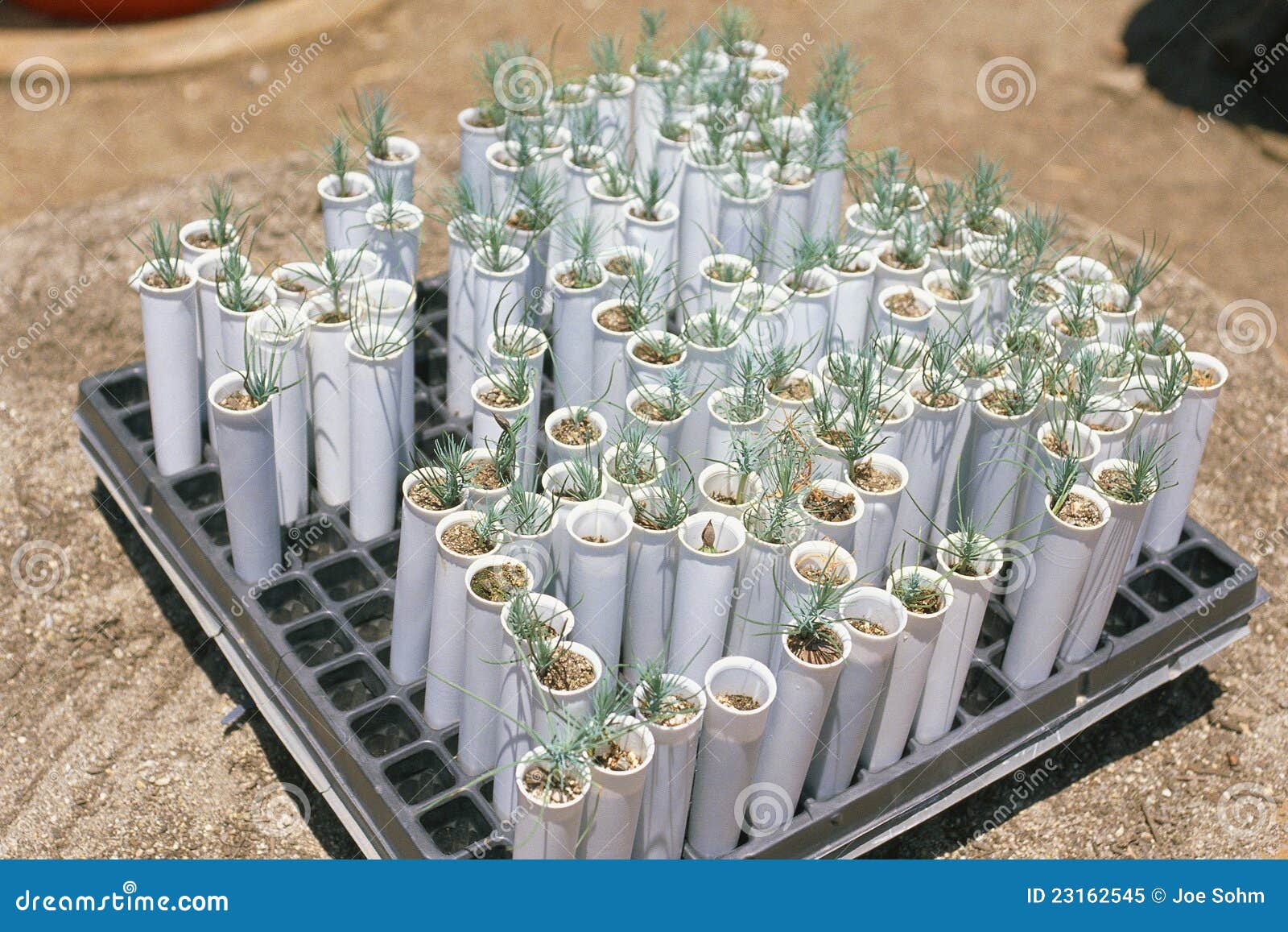 Tree seedlingsflat stock image. Image of seedling, tree - 23162545