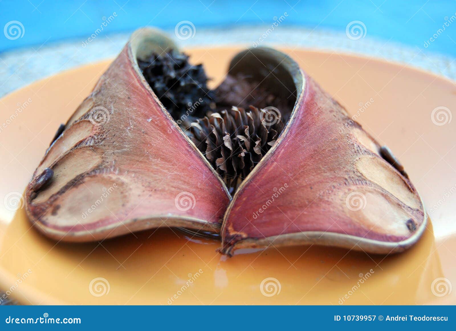 Tree seeds stock image. Image of grow, evergreen, salads - 10739957