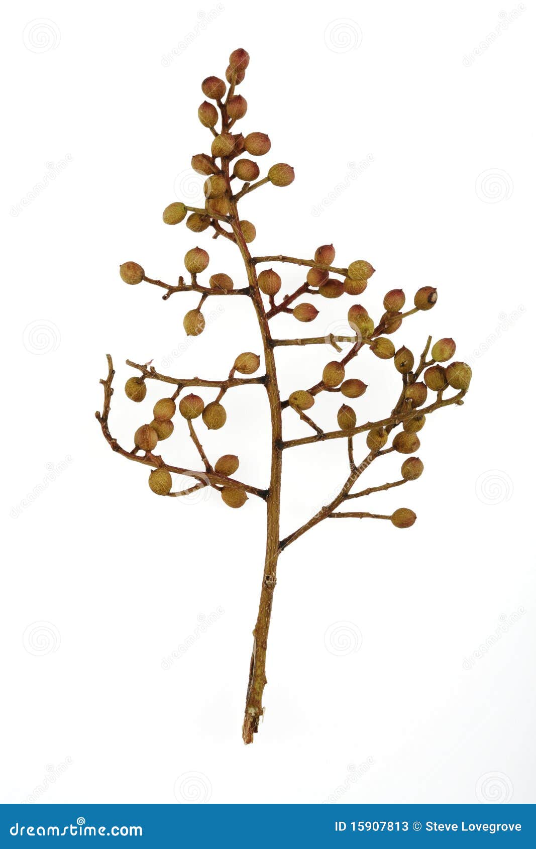 Tree Seeds stock image. Image of flora, vegetation, plant - 15907813