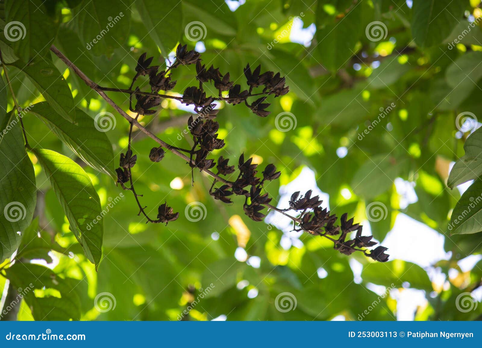 Tree Seeds Called the Tabaek Tree. Stock Image - Image of beauty ...