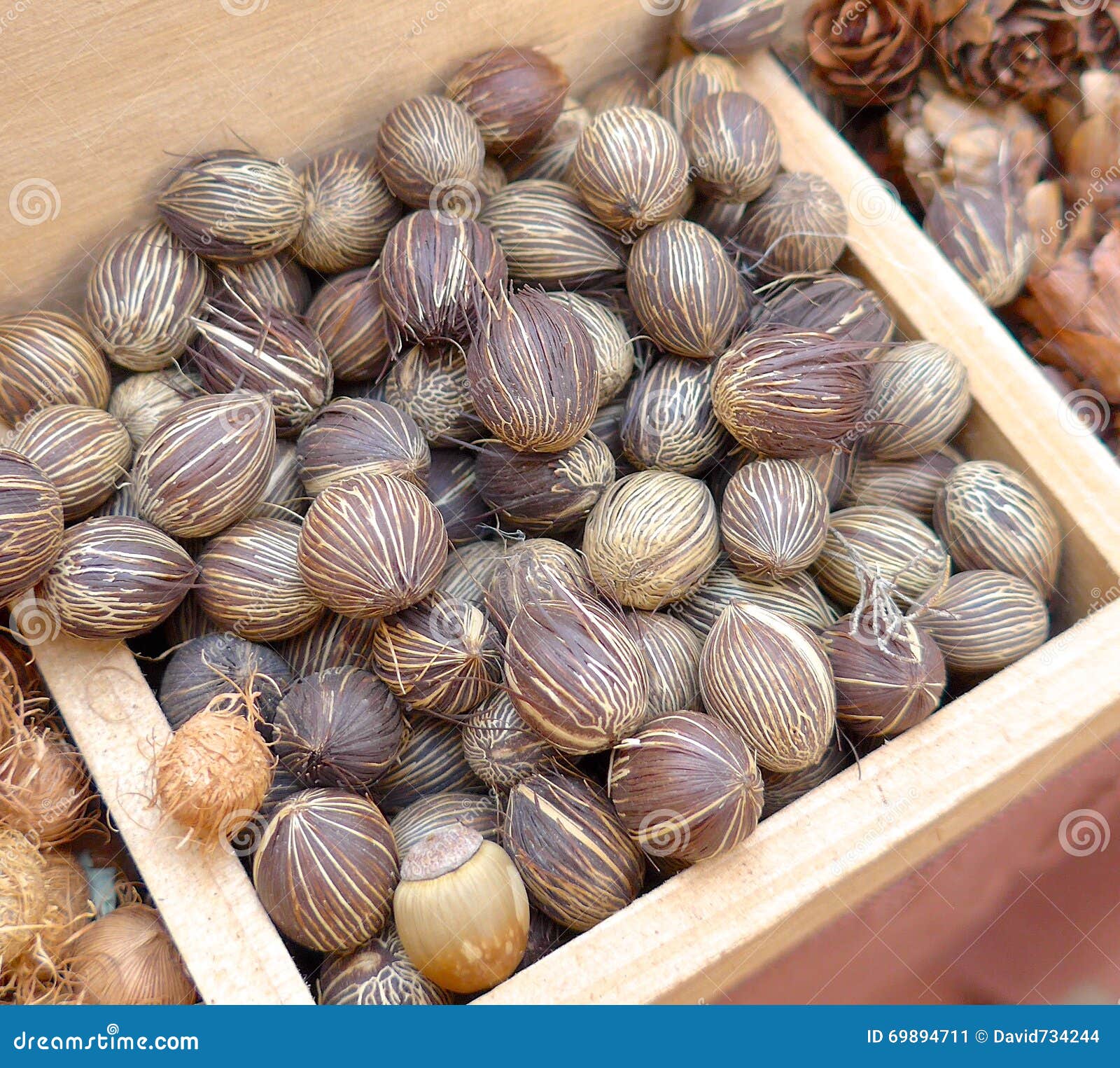 Tree seeds closeup stock image. Image of paper, leaf - 69894711