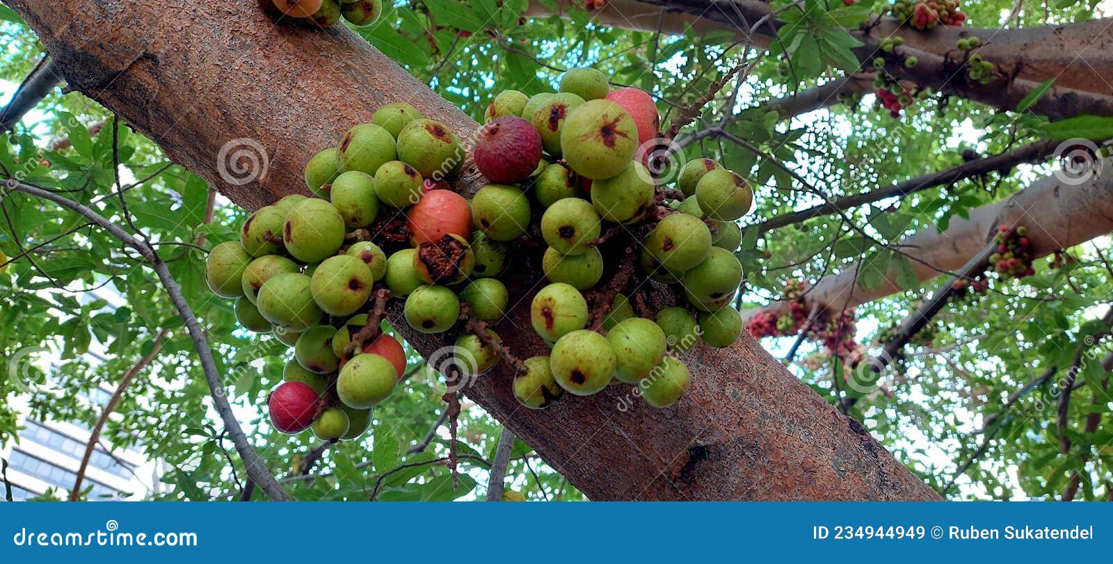 Tree seeds stock image. Image of seeds, tropic, tree - 234944949