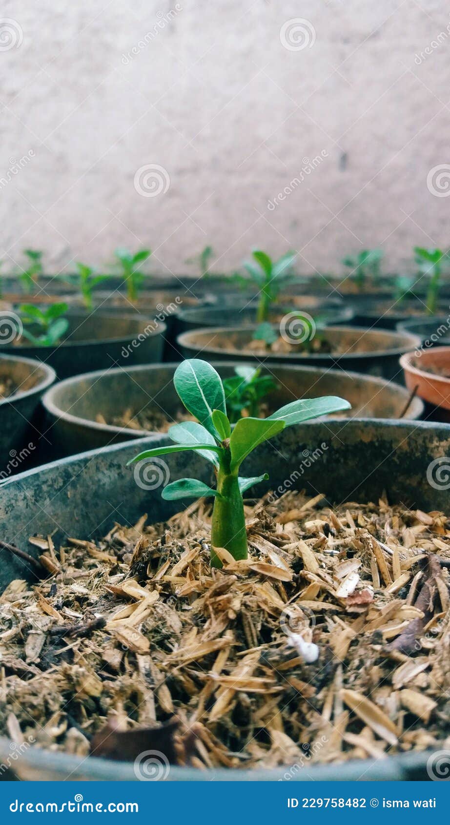 Tree Seeds Planted with Love Stock Photo - Image of planted, tree ...
