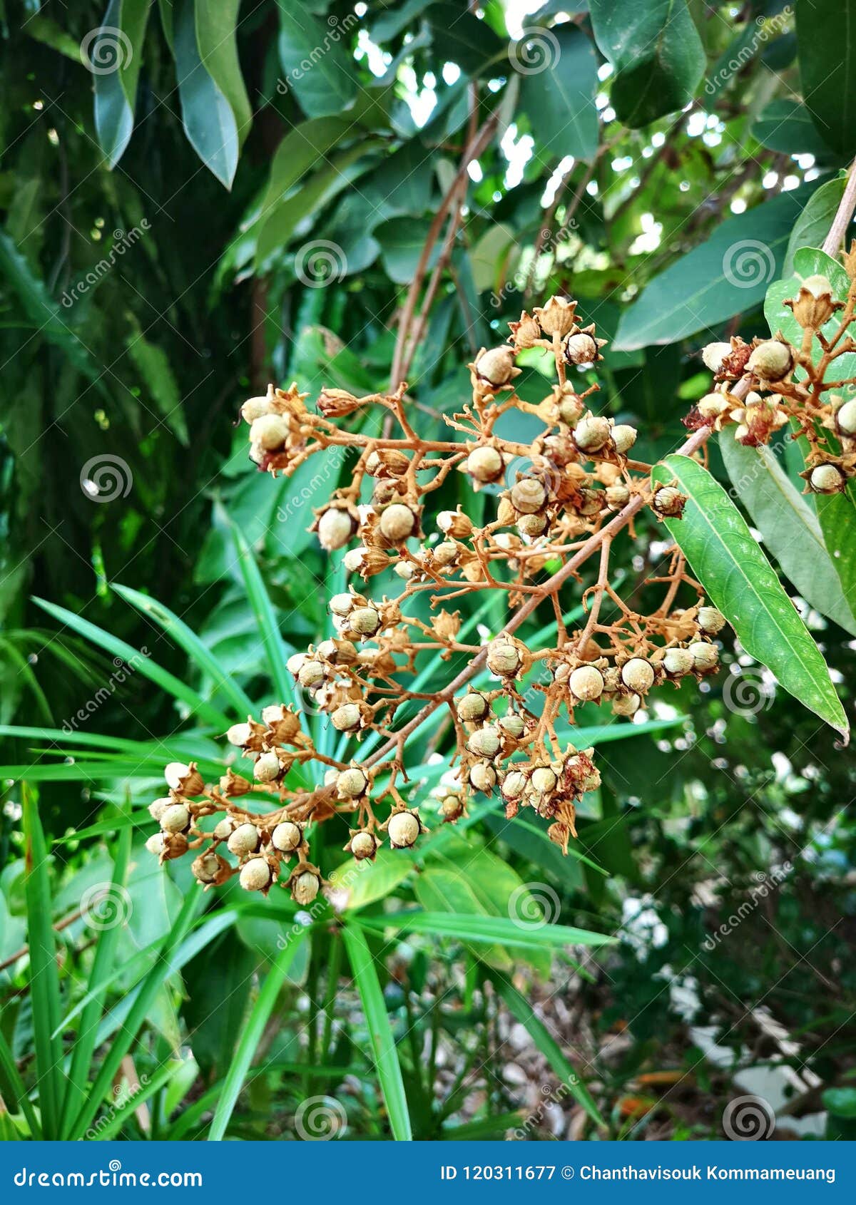 Tree stock image. Image of green, seed, plant, seeds - 120311677