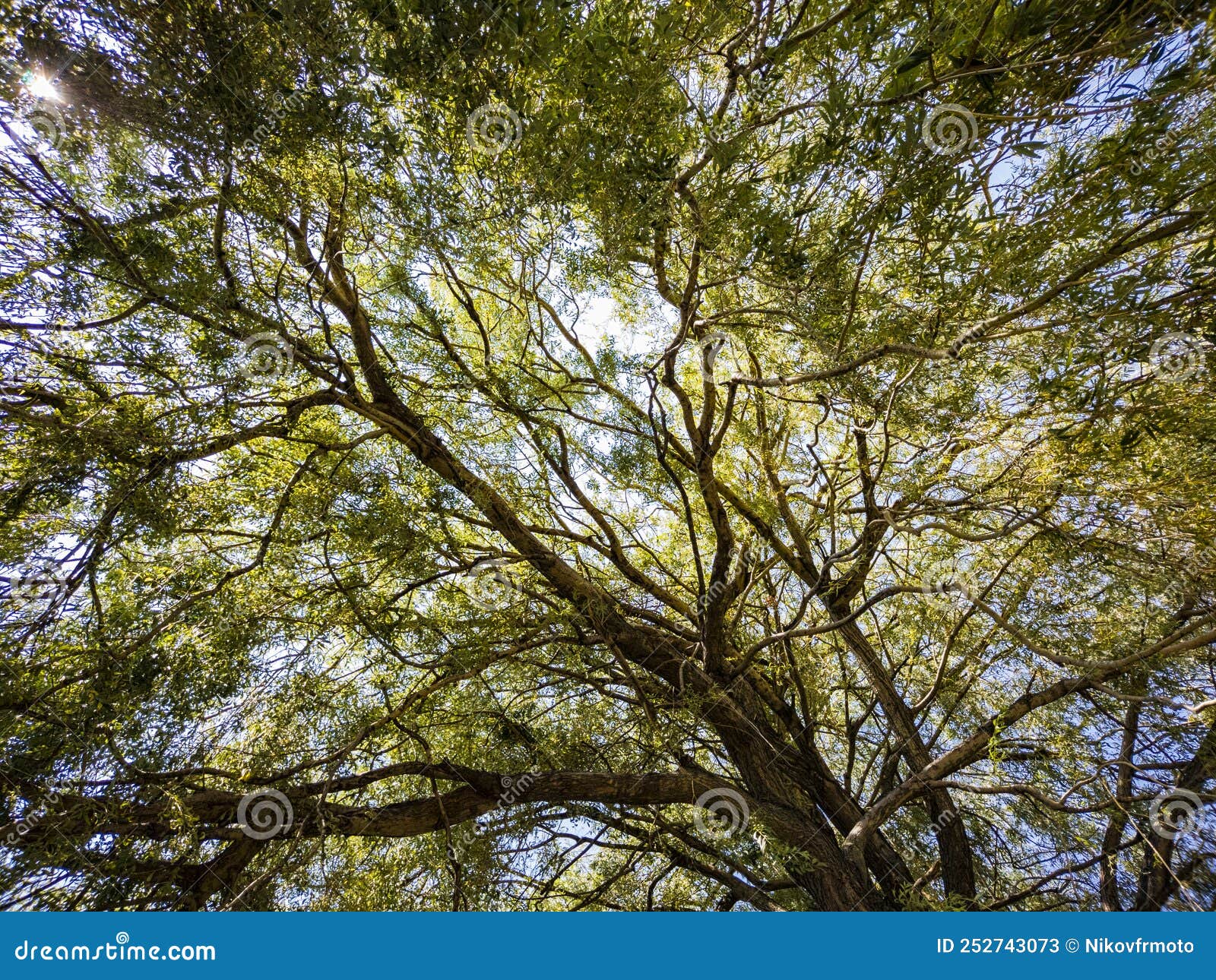 Tree Seen from Below Point of View Stock Image - Image of park, leaf ...