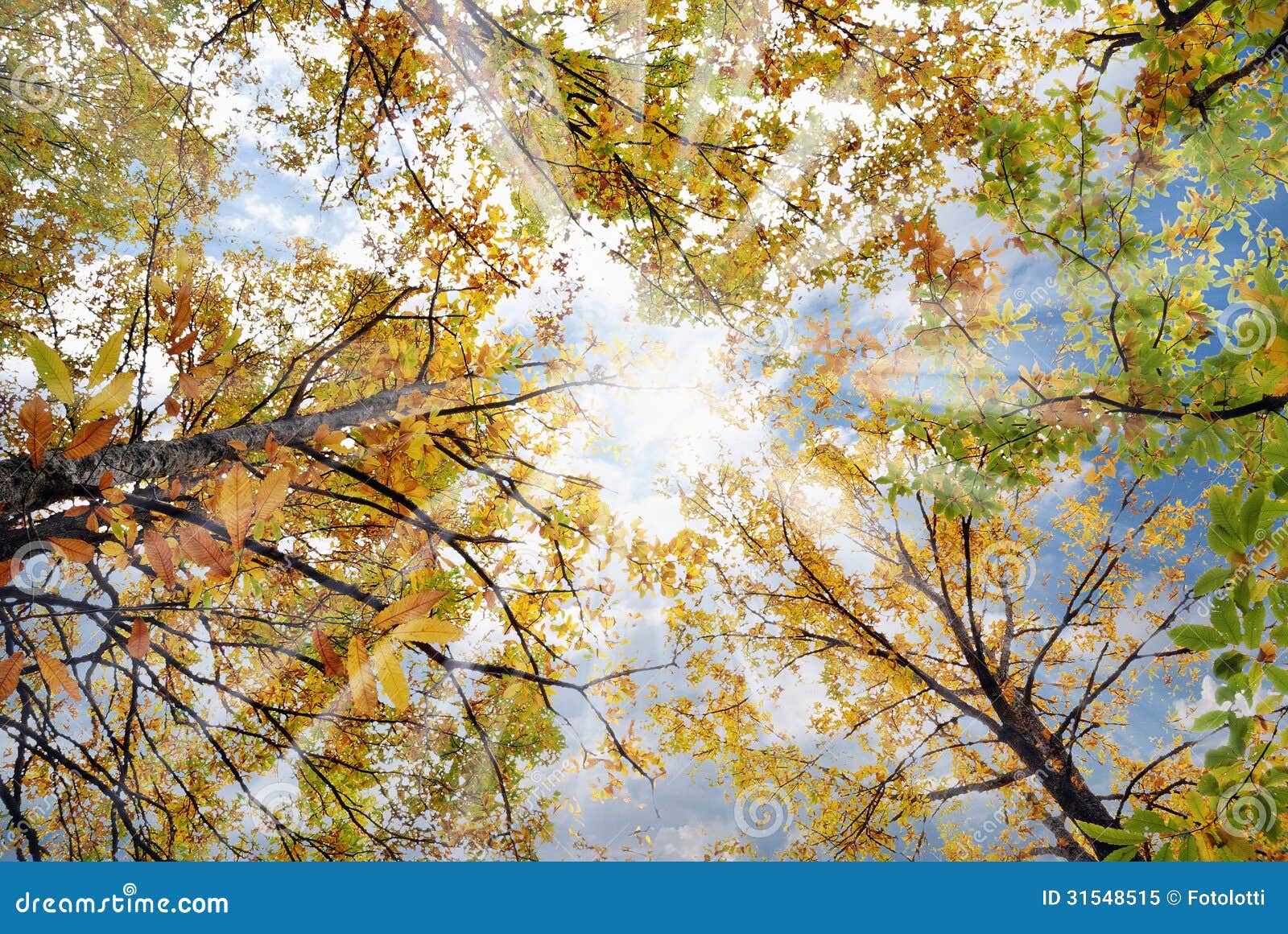 Tree seen from below2 stock image. Image of foliage, view - 31548515
