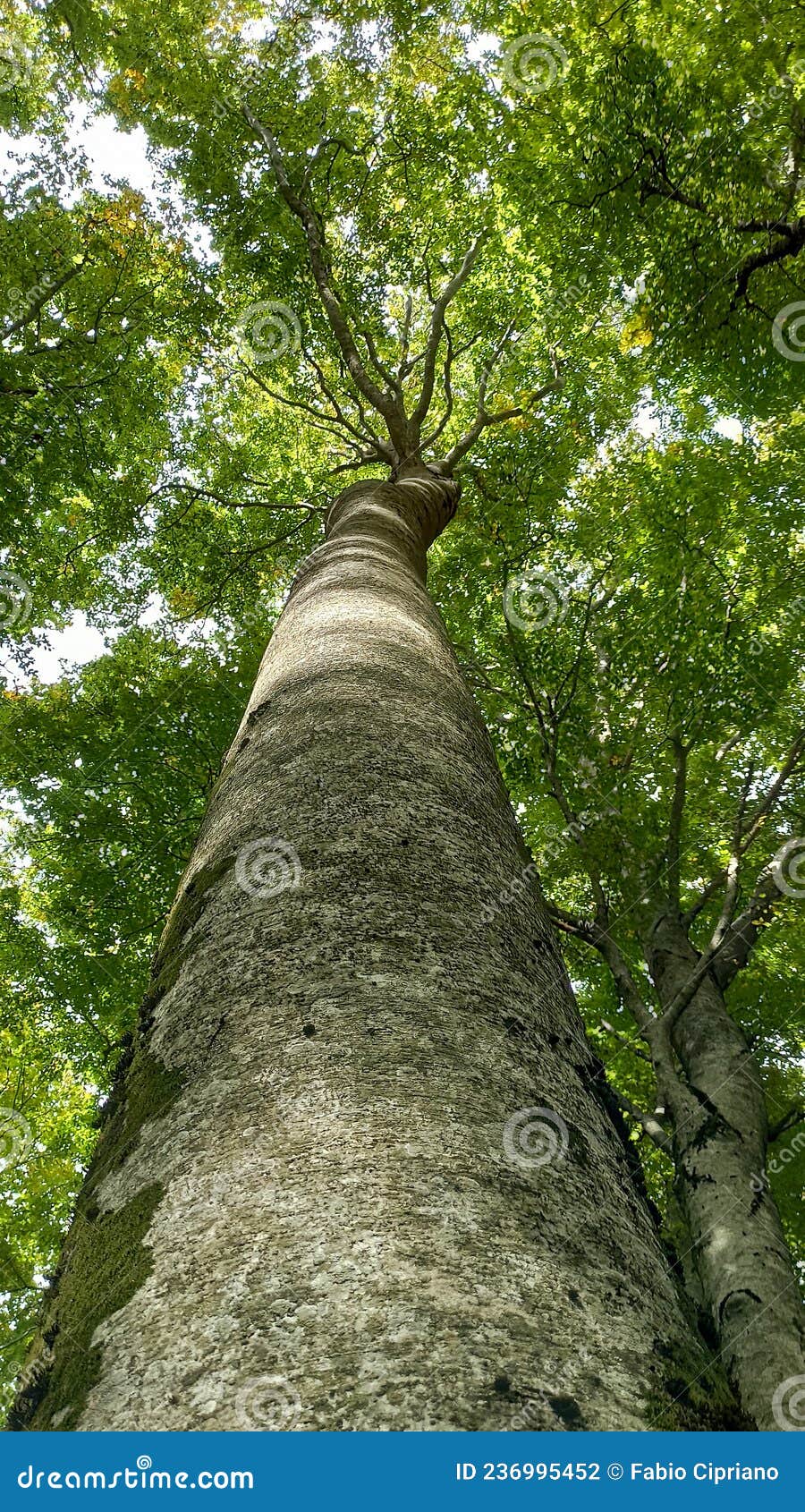 Tree Seen from Below Under the Canopy of the Forest Stock Photo - Image ...