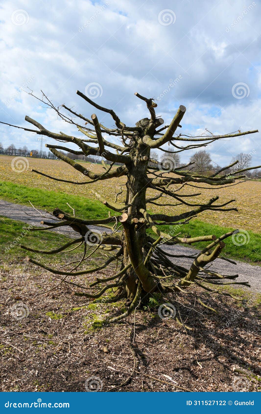 Radical Tree Pruning in Spring Stock Photo - Image of power, farming ...